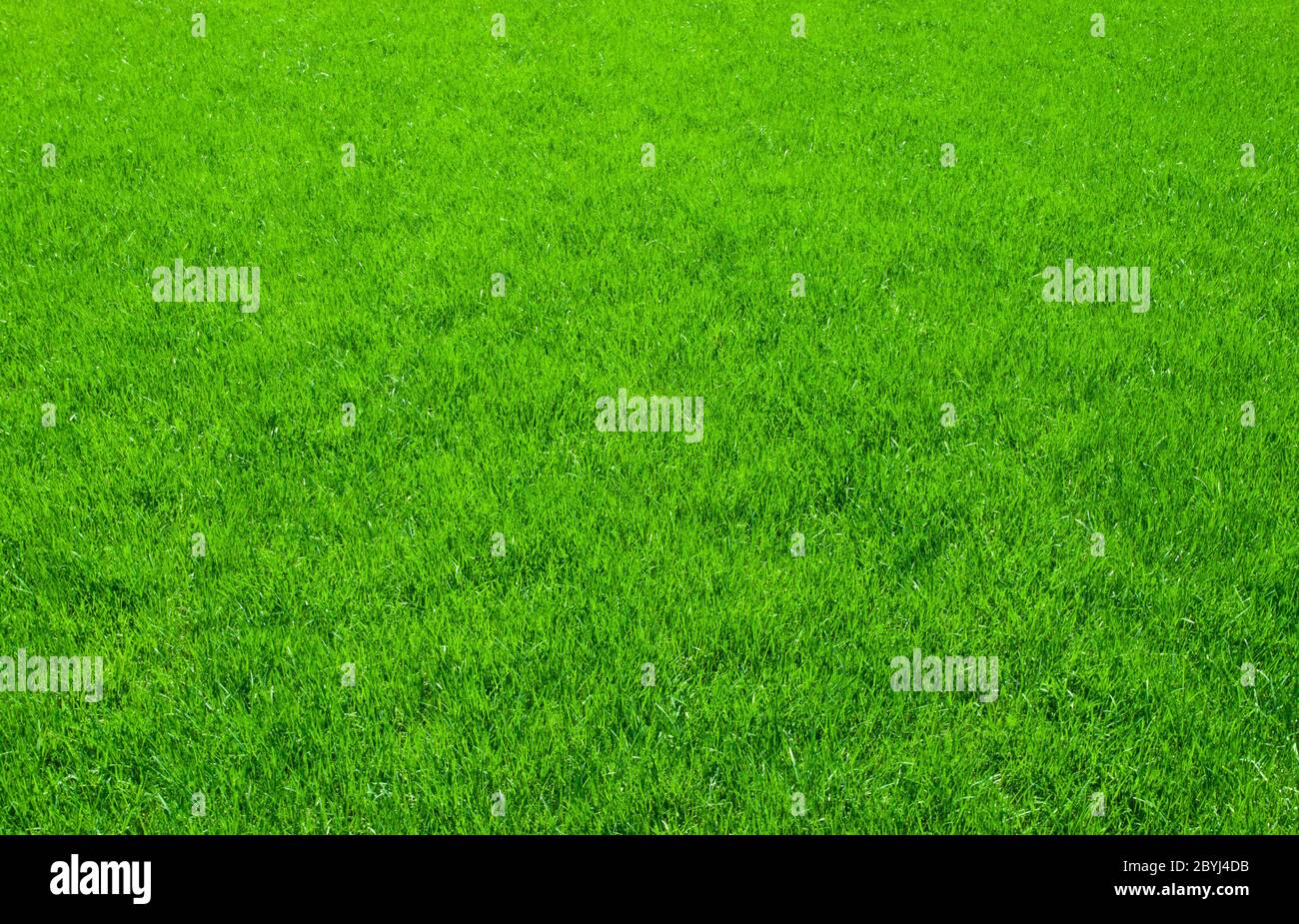 Lush vibrant green grass hi-res stock photography and images - Alamy