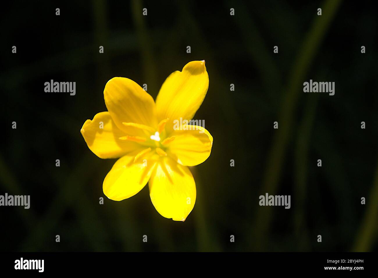 Close-up of brilliant yellow flower having six petals in dark fuzzy ...