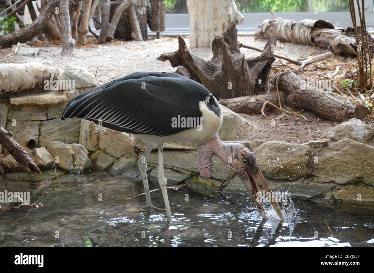 African Marabou Leptoptilos crumeniferus in Frankfurt zoo Stock Photo ...