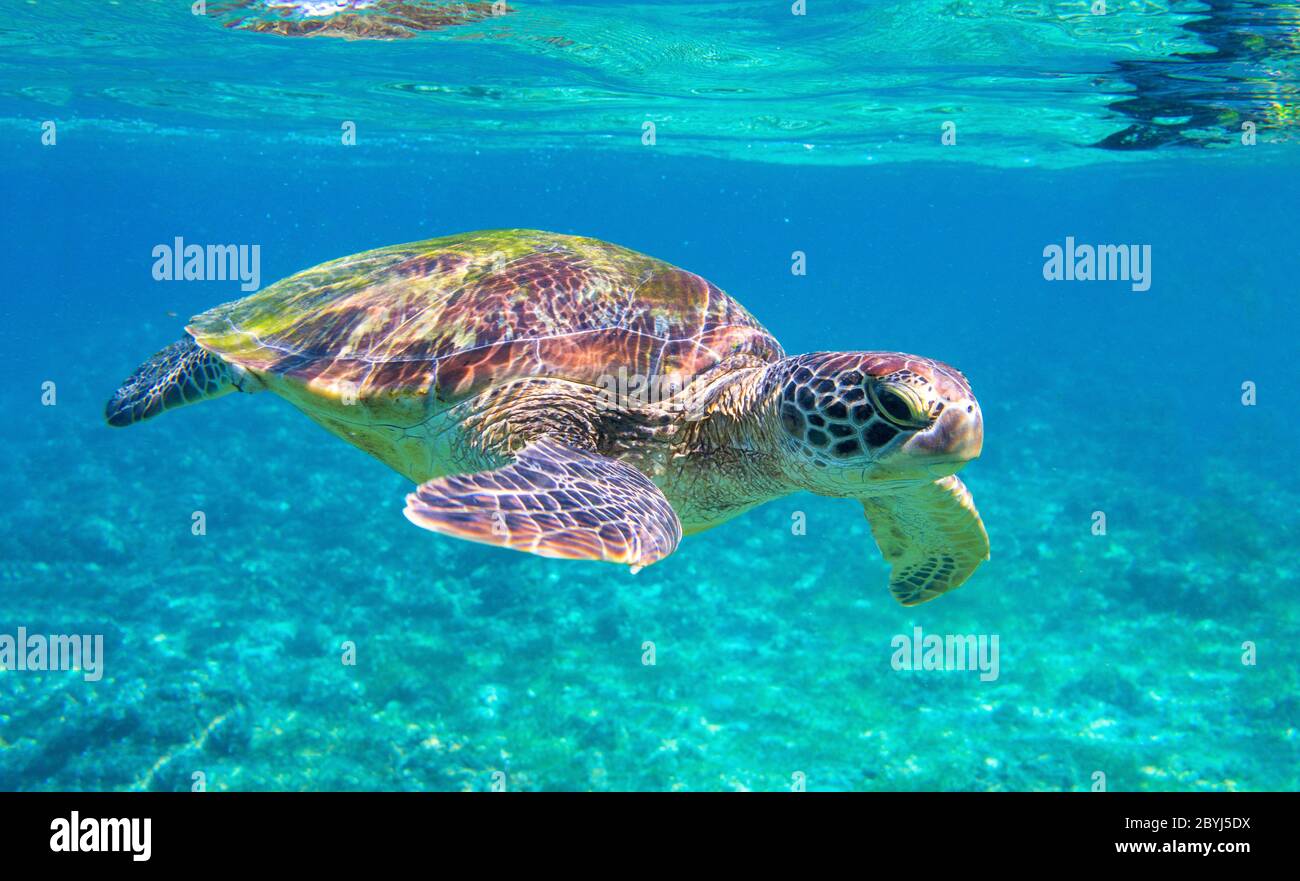 Tropical Ocean Turtles