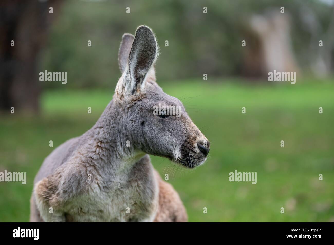 Kangaroo close up hi-res stock photography and images - Alamy