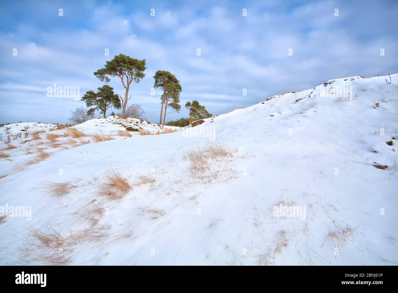 Hill of pine trees hi-res stock photography and images - Alamy