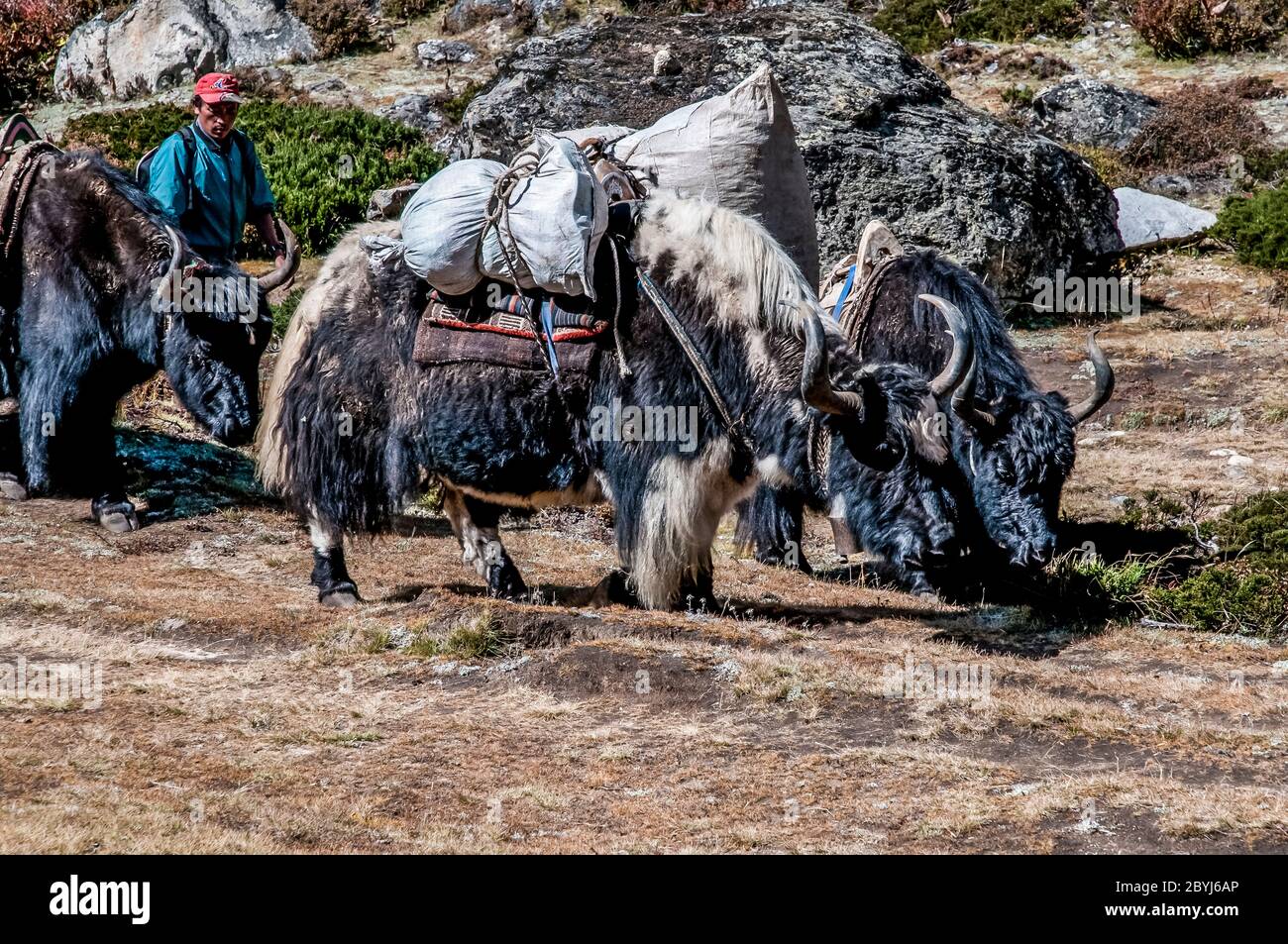 Nepal. Island Peak Trek. A Yak train of heavily laden animals with ...
