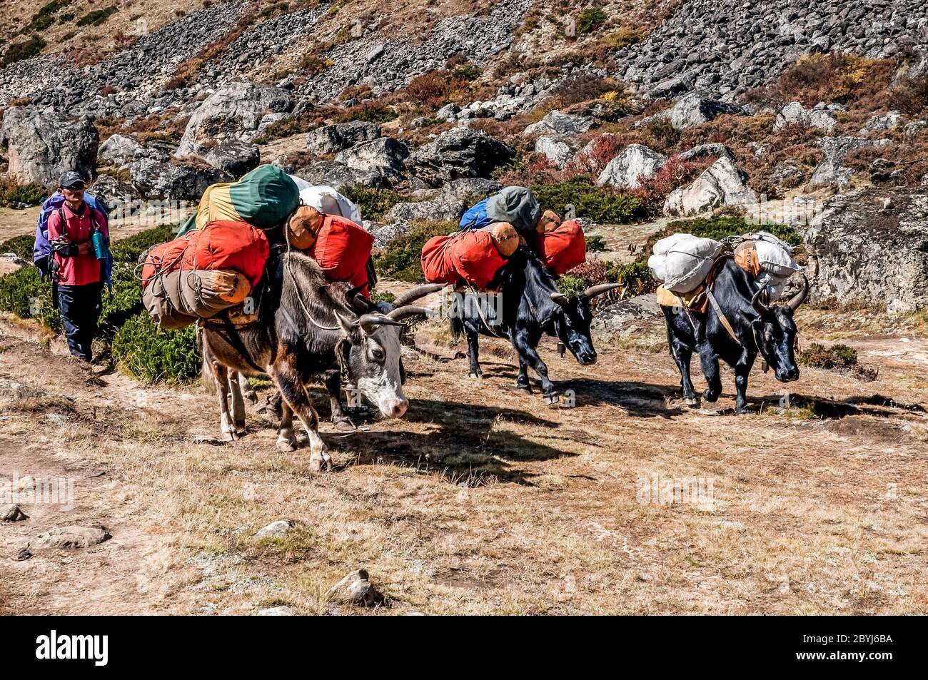 Nepal. Island Peak Trek. A Yak train of heavily laden animals with ...