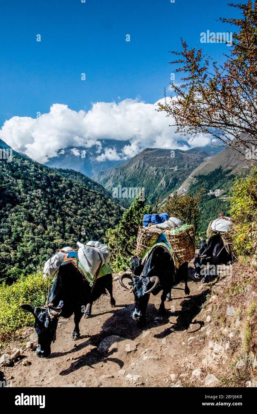 Nepal. Island Peak Trek. A heavily laden Yak train progress on the on ...