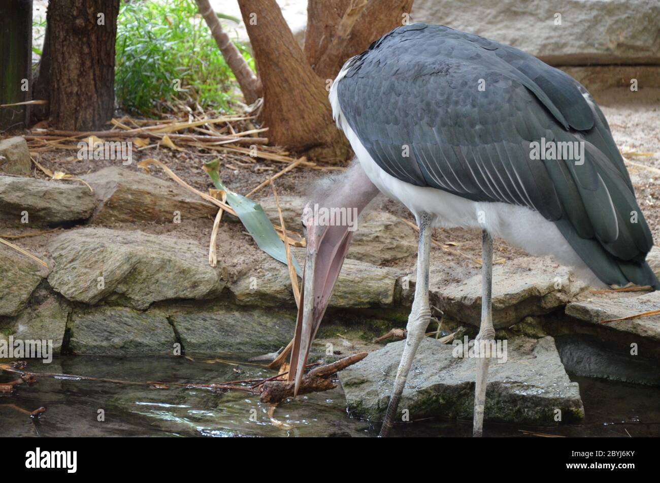 African Marabou Leptoptilos crumeniferus in Frankfurt zoo Stock Photo ...