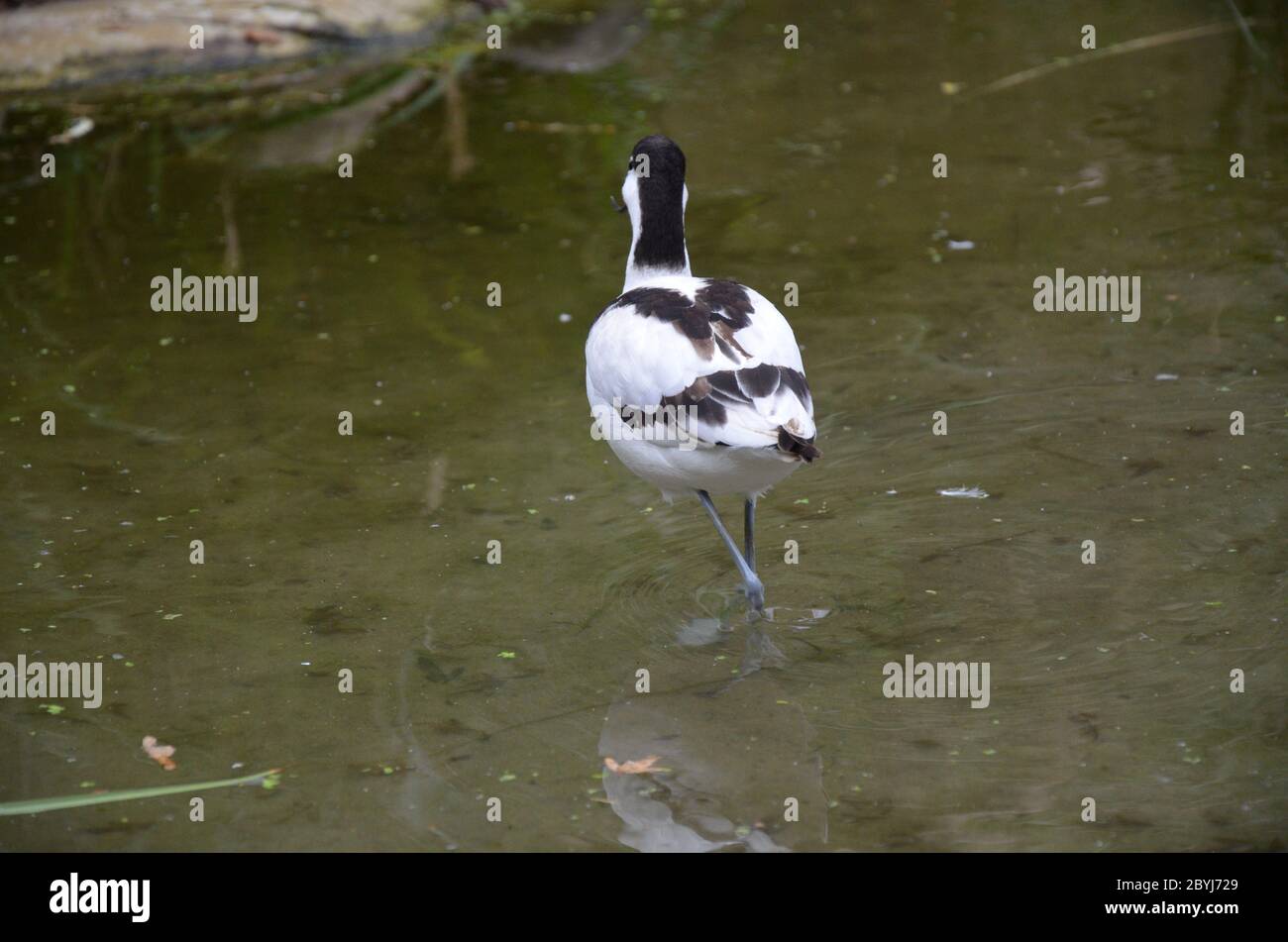 Pied avocet ( Recurvirostra avosetta ) in Frankfurt zoo Stock Photo - Alamy