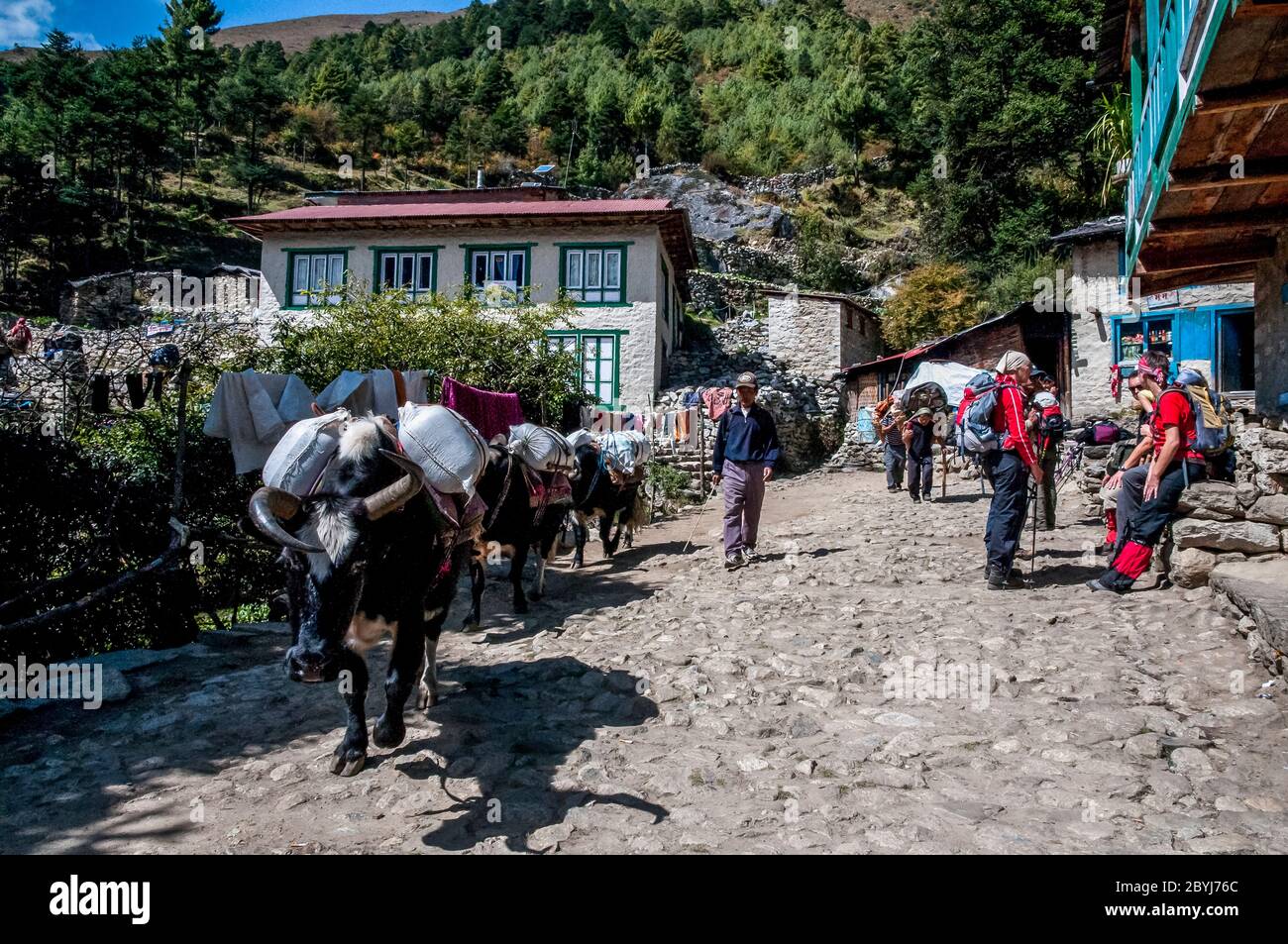 Nepal. Island Peak Trek. Heavily laden Yak train passes through the ...