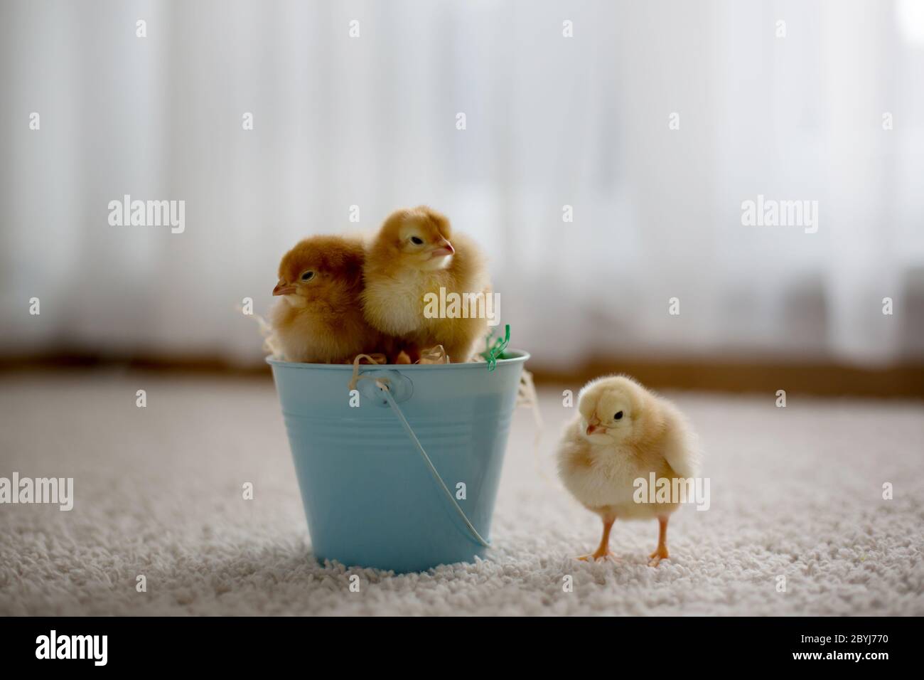Cute little newborn chicks in a bucket and easter eggs, playing Stock ...
