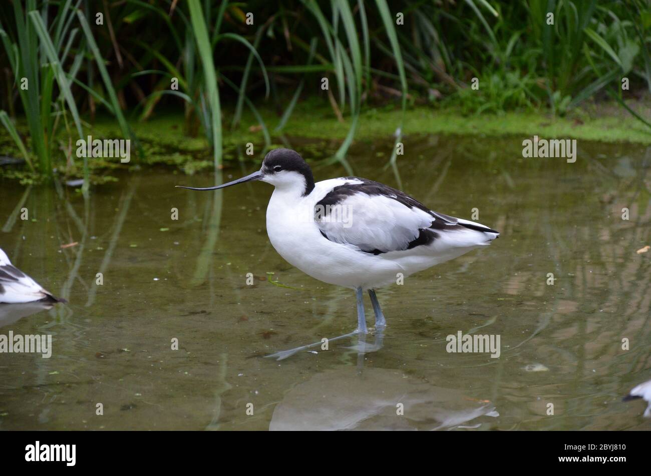 Pied avocet ( Recurvirostra avosetta ) in Frankfurt zoo Stock Photo - Alamy