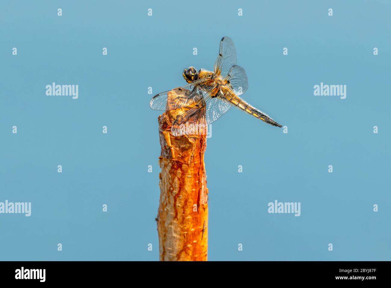 Dragonfly catching on branch tree on sky background Stock Photo - Alamy