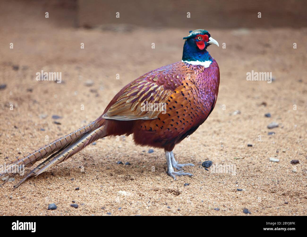 colorful common pheasant Stock Photo - Alamy