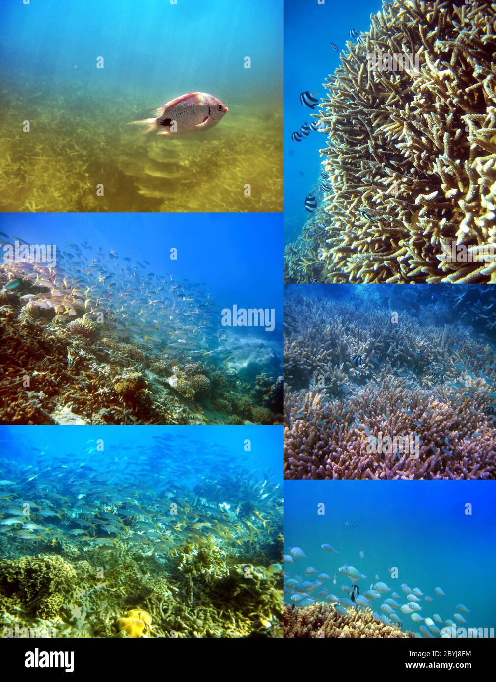 Coral reef mauritius hi-res stock photography and images - Alamy