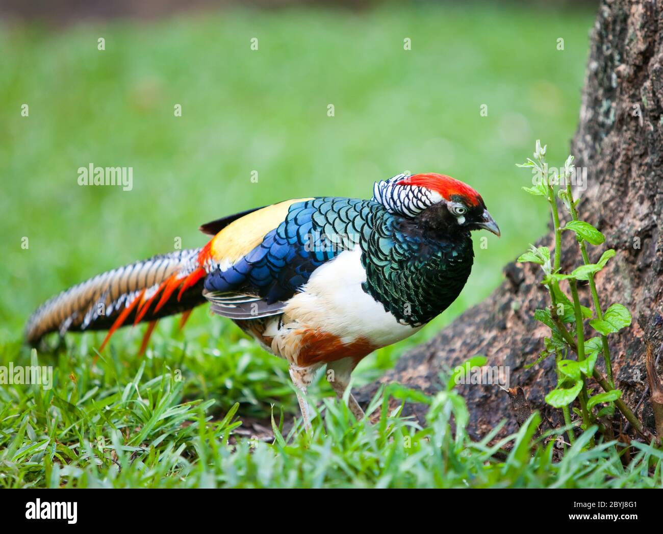 Amherst pheasant in garden Stock Photo - Alamy