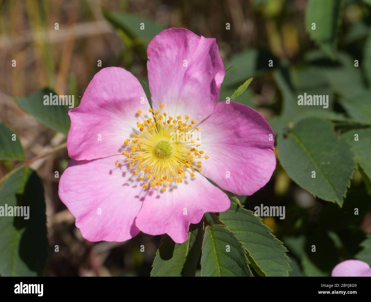 Briar roses hi-res stock photography and images - Alamy