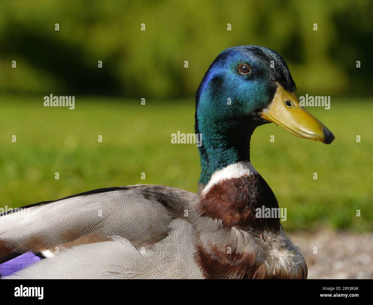 Male duck hi-res stock photography and images - Alamy