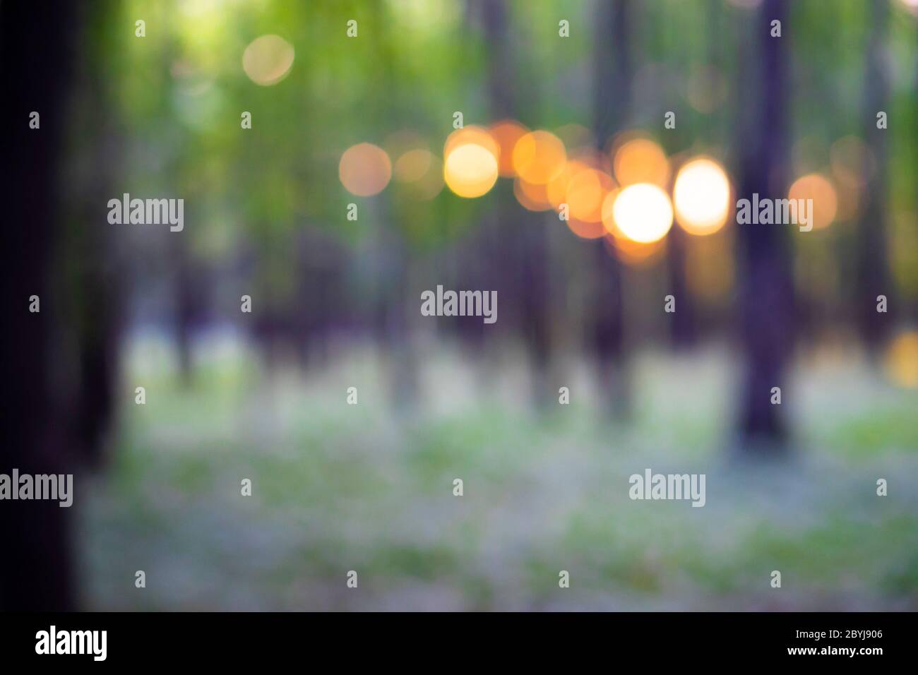 trunk of a tree in magic forest out of focus, abstract background Stock ...