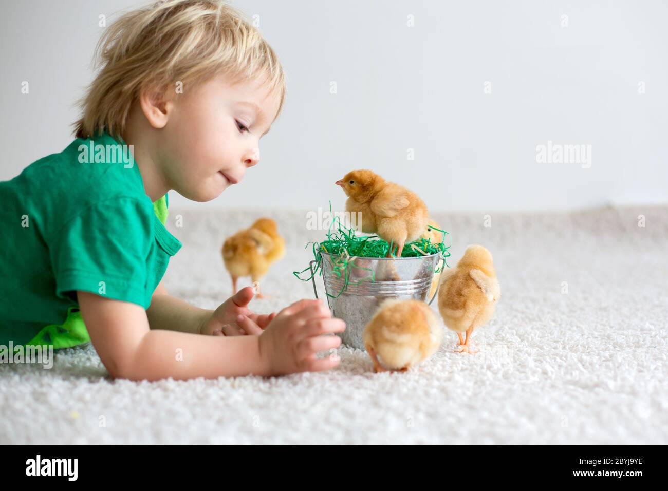 Cute sweet little blond child, toddler boy, playing with little chicks ...