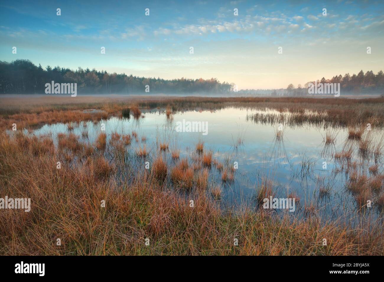 autumn sunrise over forest swamp Stock Photo - Alamy