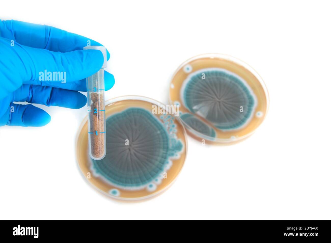 Tube Fungi High Resolution Stock Photography and Images - Alamy
