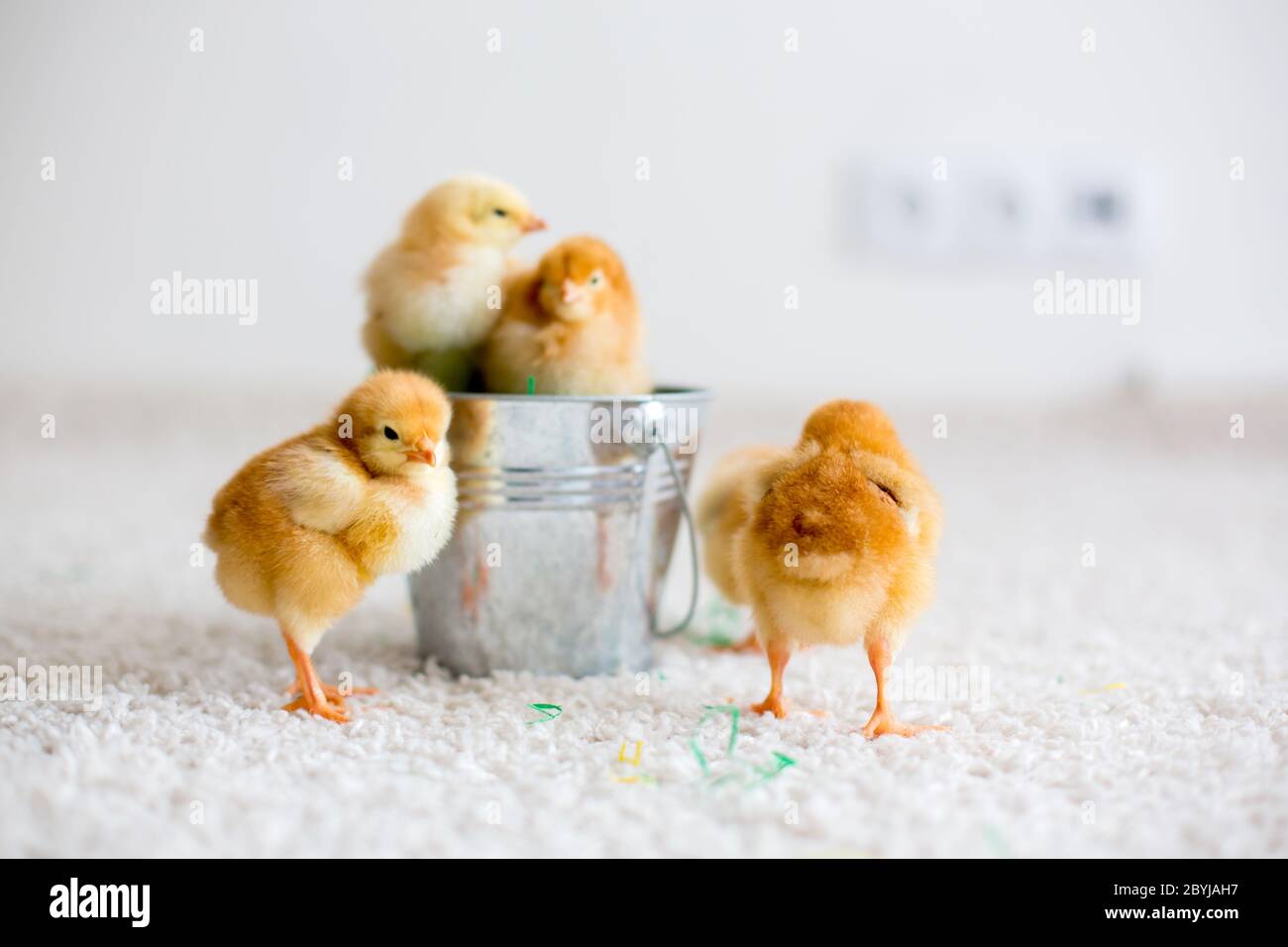 Cute little newborn chicks in a bucket and easter eggs, playing Stock ...