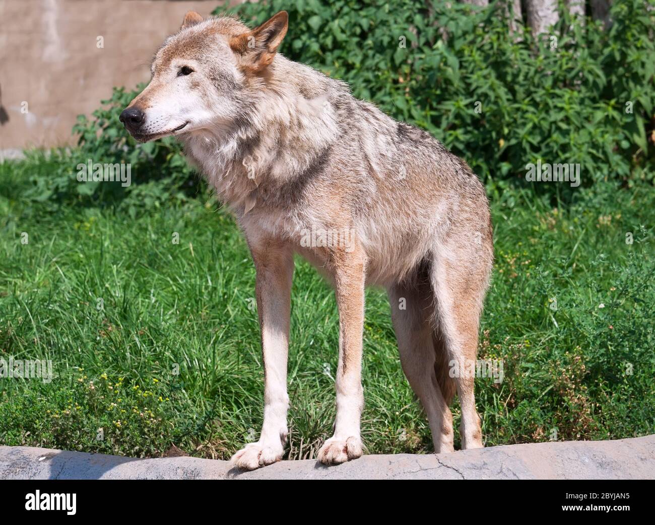 Savage wolf hi-res stock photography and images - Alamy