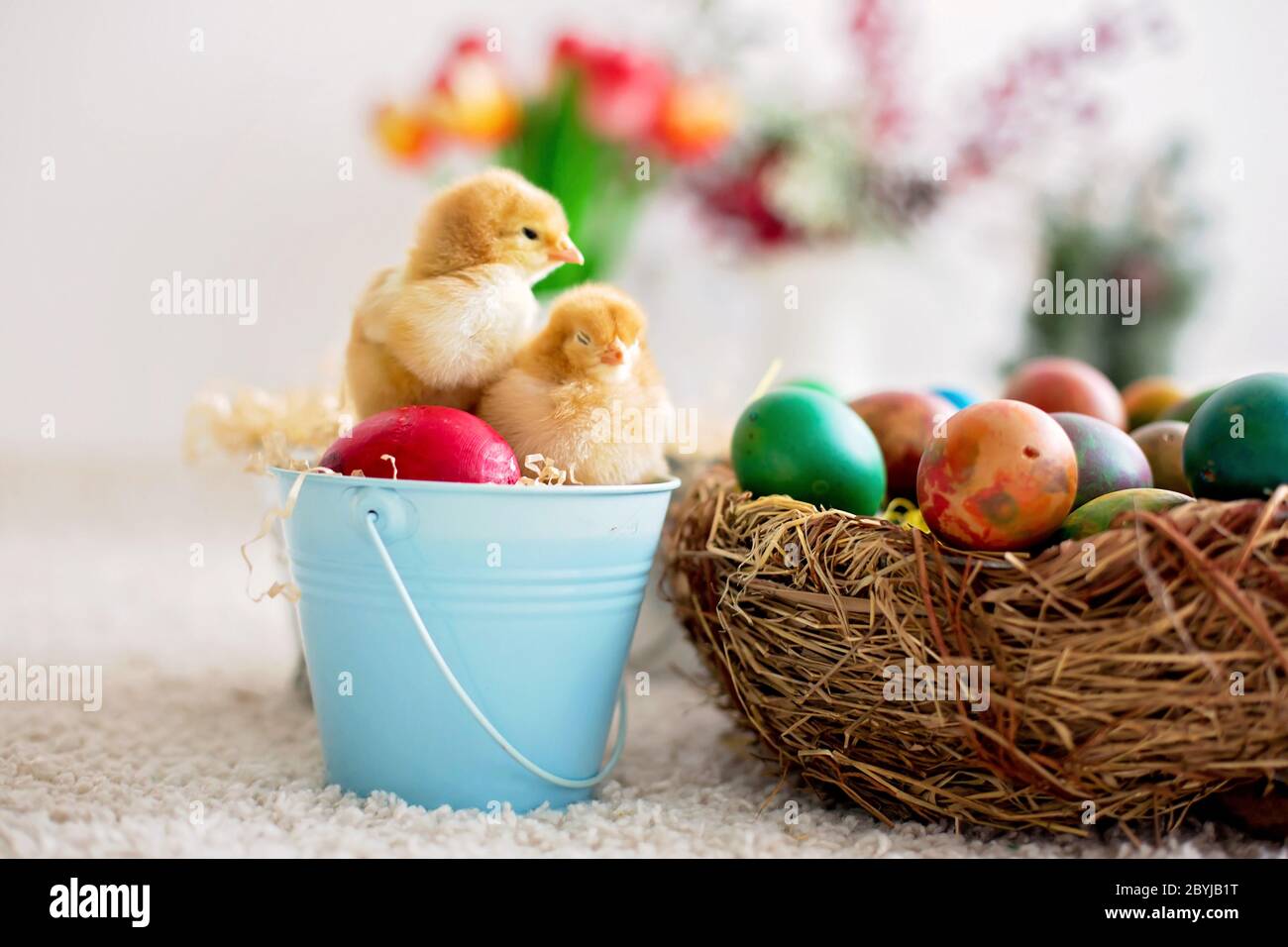 Cute little newborn chicks in a bucket and easter eggs, playing Stock ...