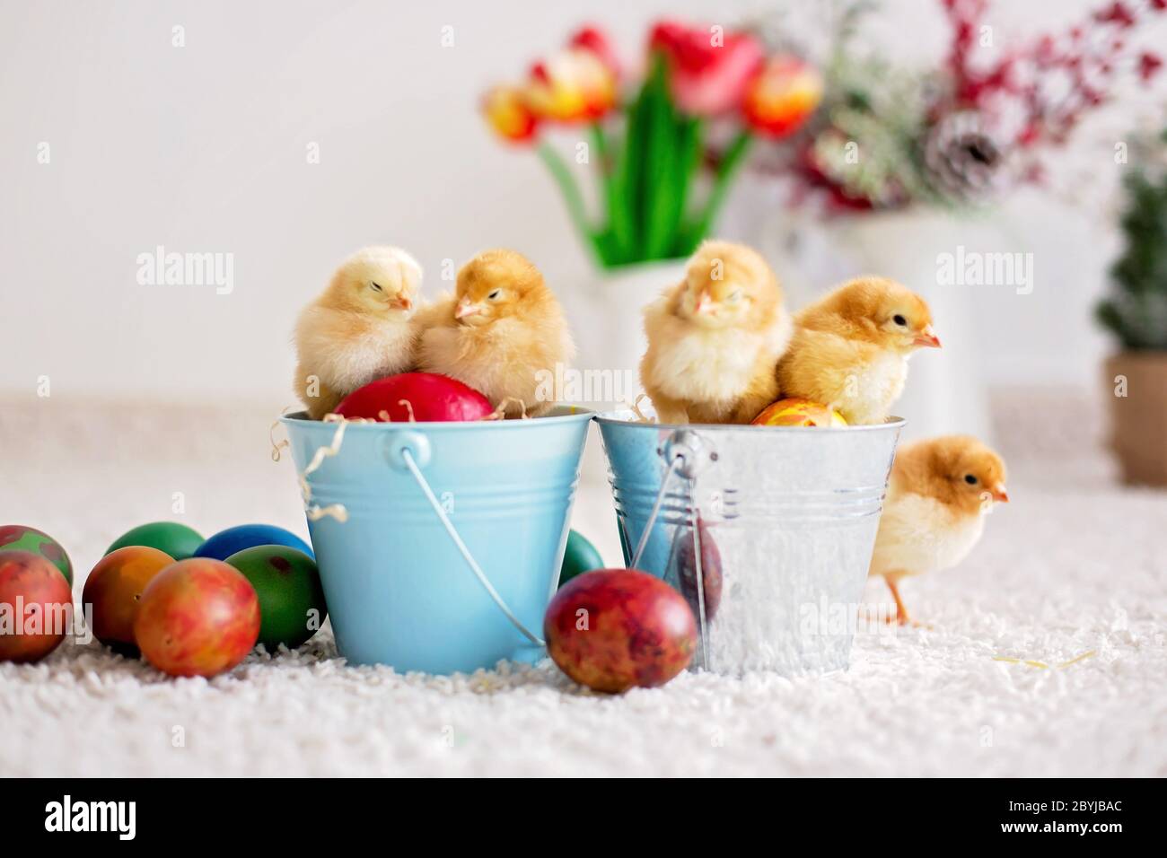 Cute little newborn chicks in a bucket and easter eggs, playing Stock ...