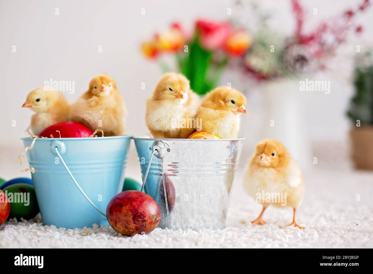 Cute little newborn chicks in a bucket and easter eggs, playing Stock ...