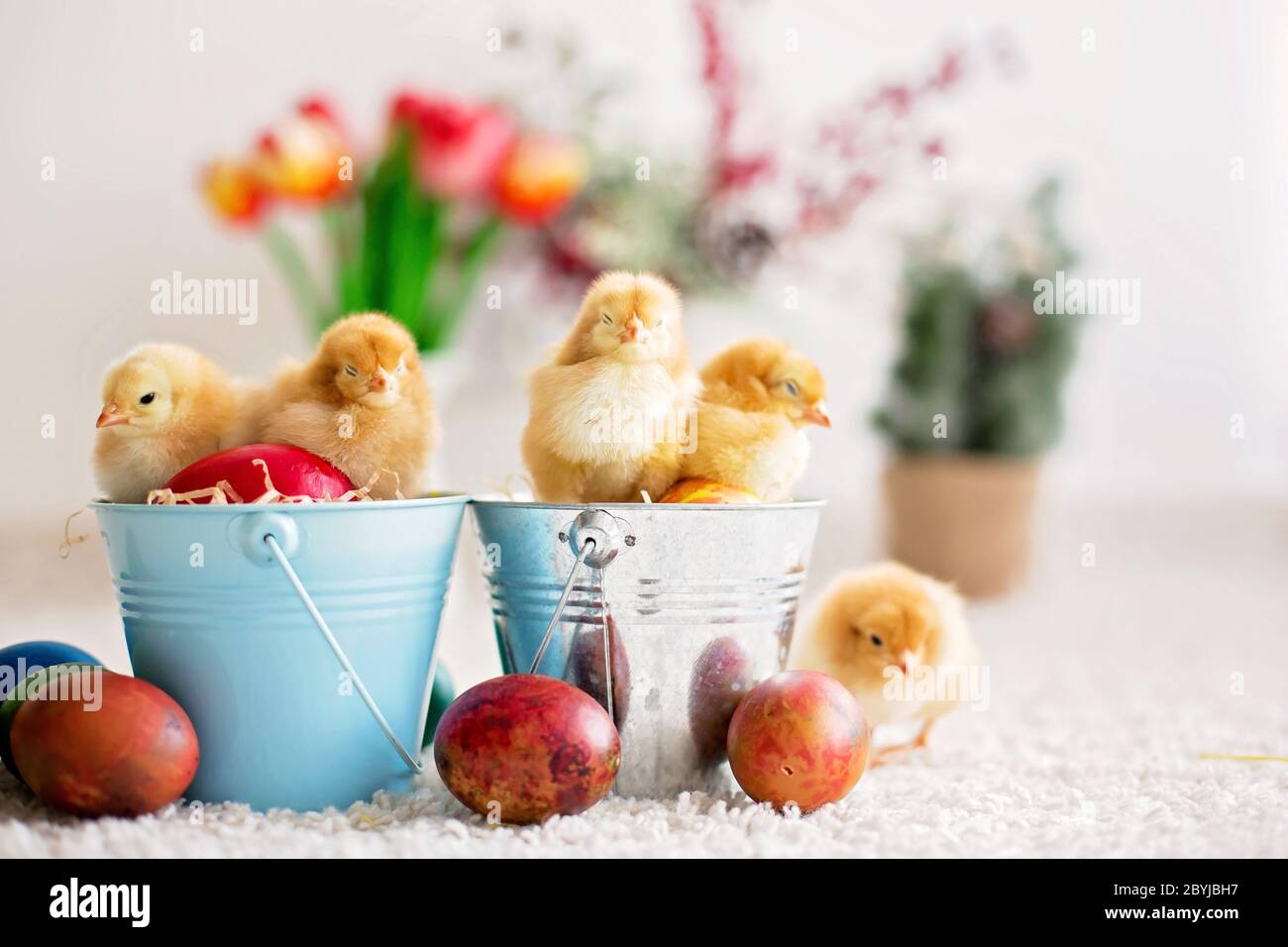 Cute little newborn chicks in a bucket and easter eggs, playing Stock ...