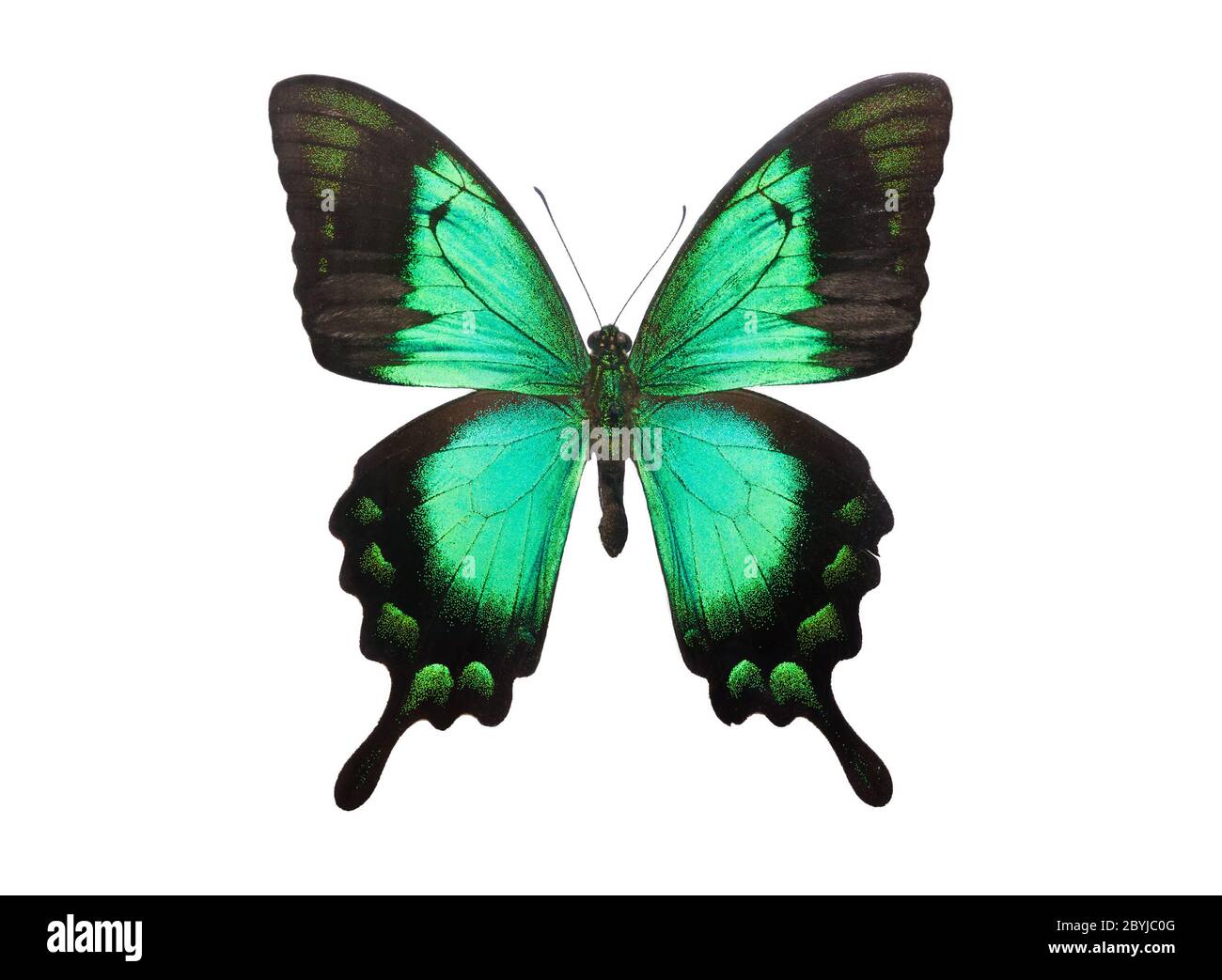 Butterfly Papilio Palinurus Stock Photo - Alamy