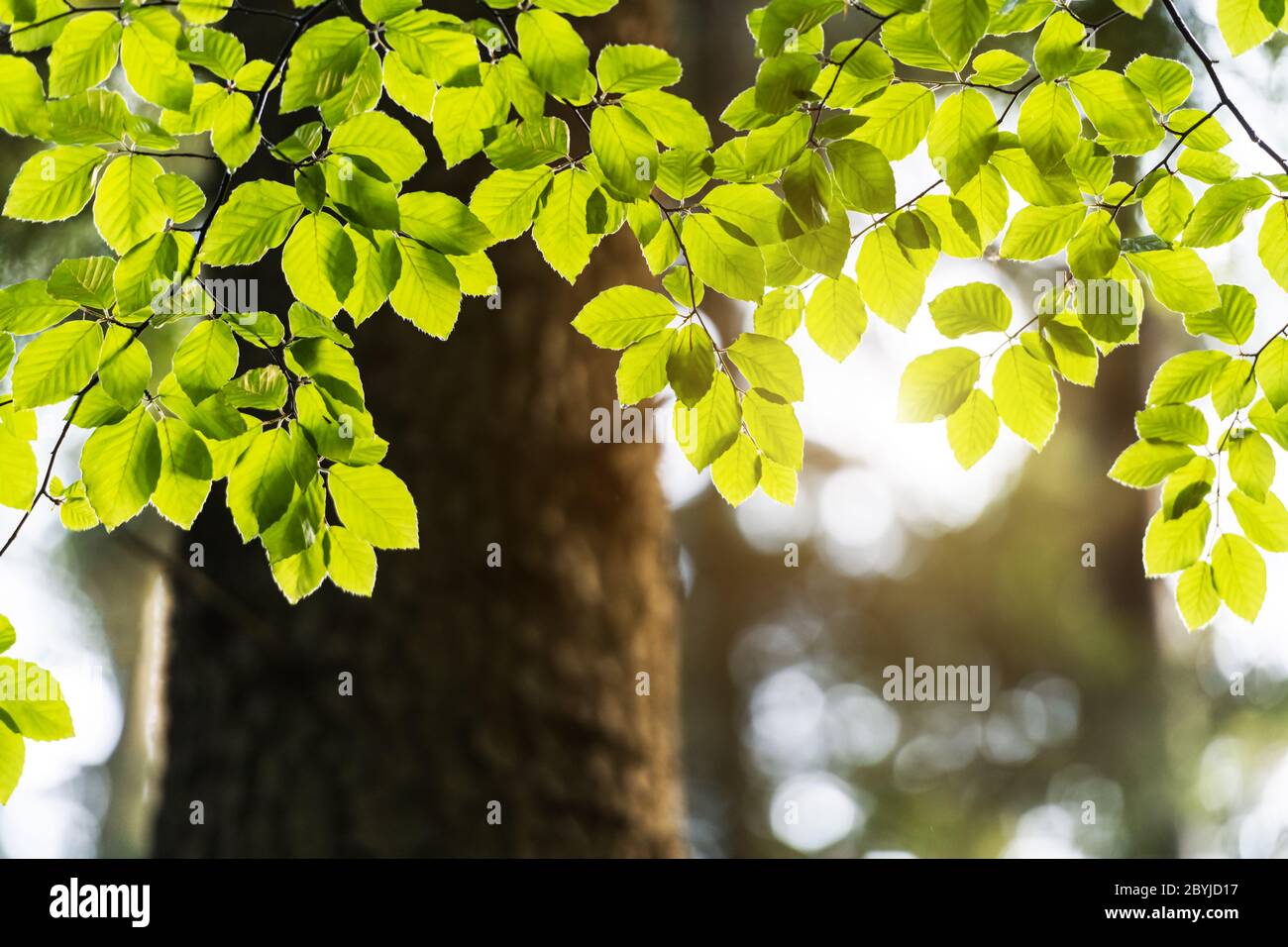 Beech leaf hi-res stock photography and images - Alamy