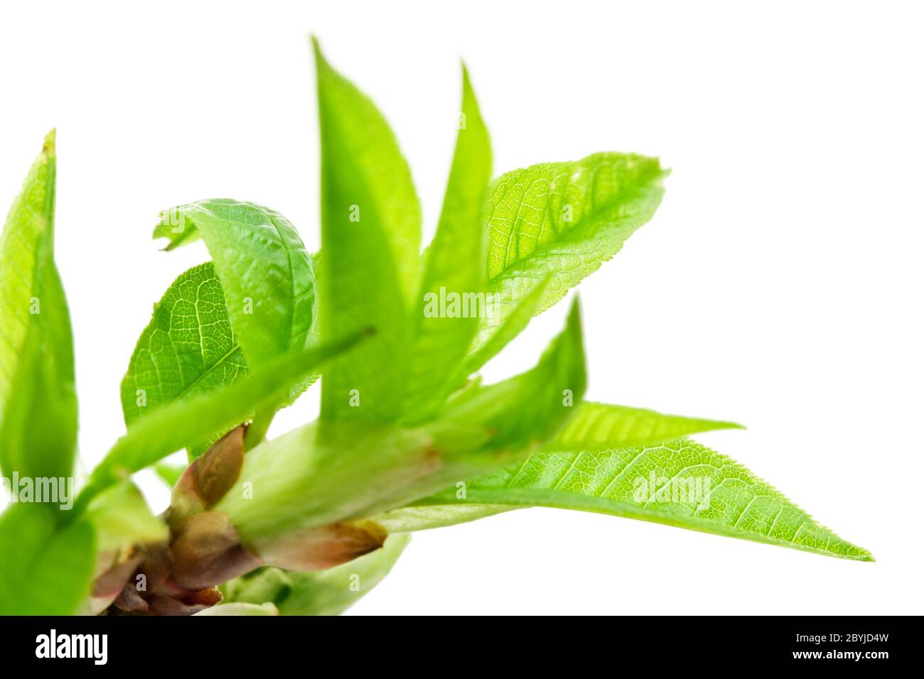 Tree branch in spring Stock Photo - Alamy