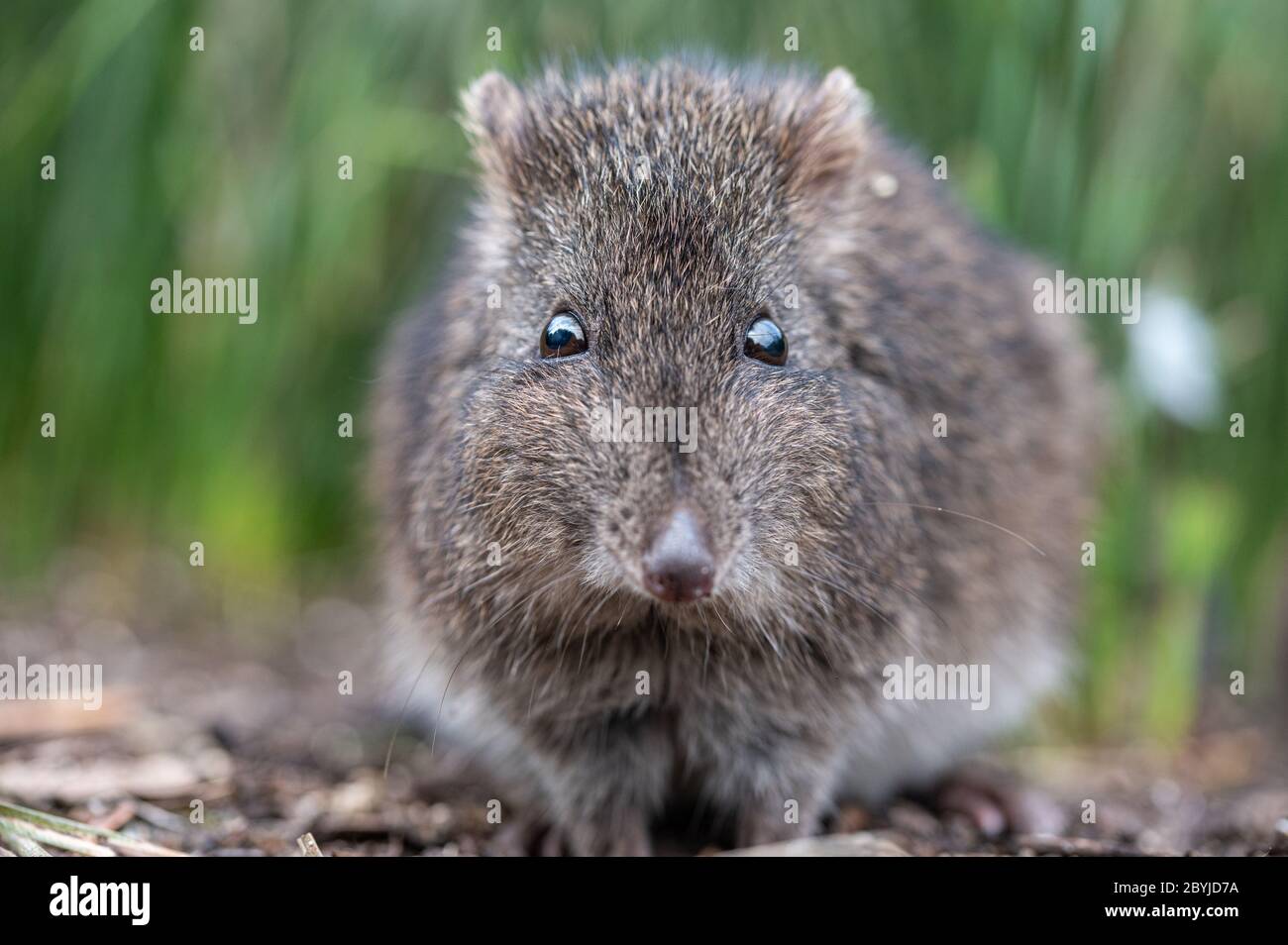 Long nosed bandicoot hi-res stock photography and images - Alamy