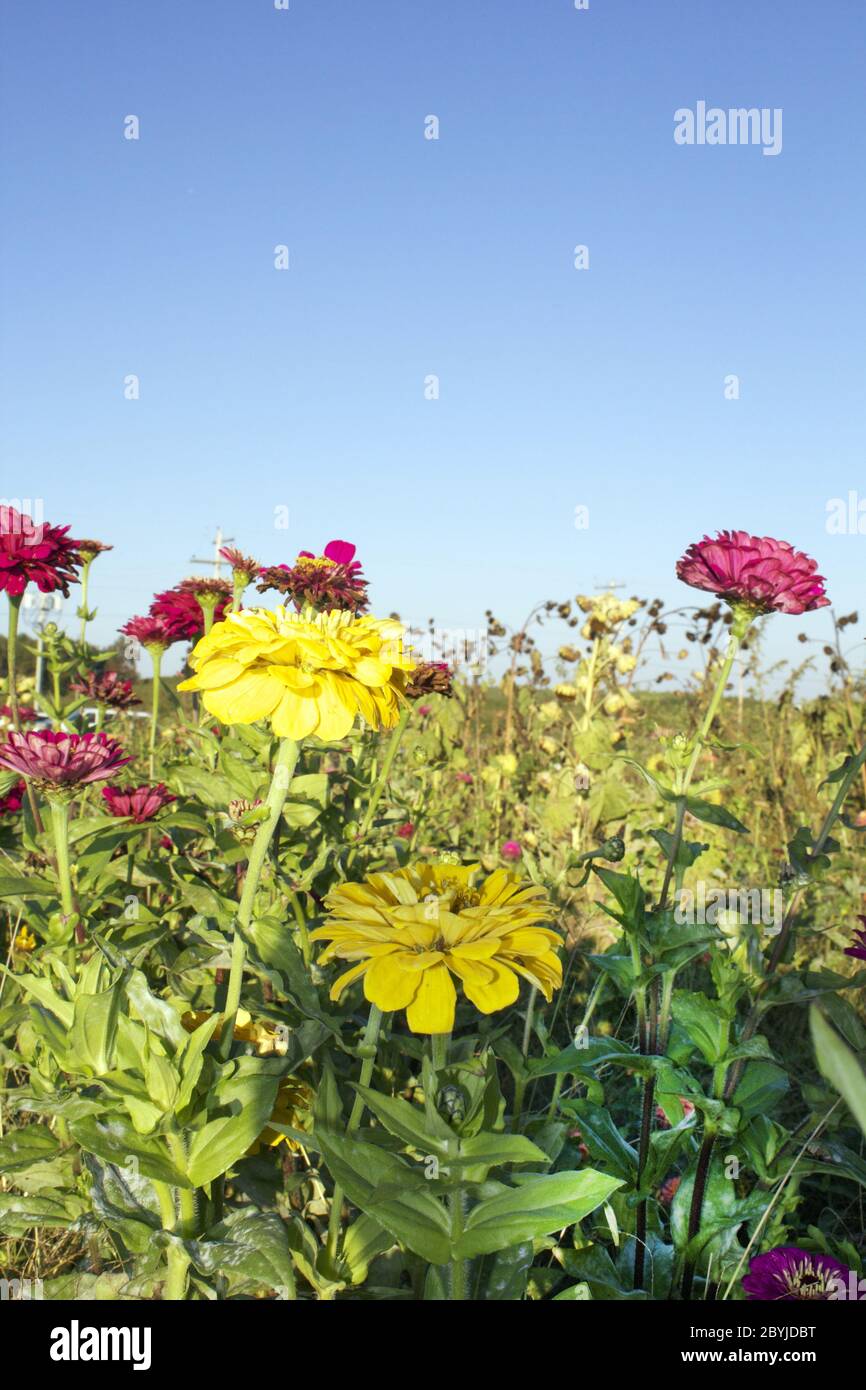 Field of Zinnias Stock Photo - Alamy