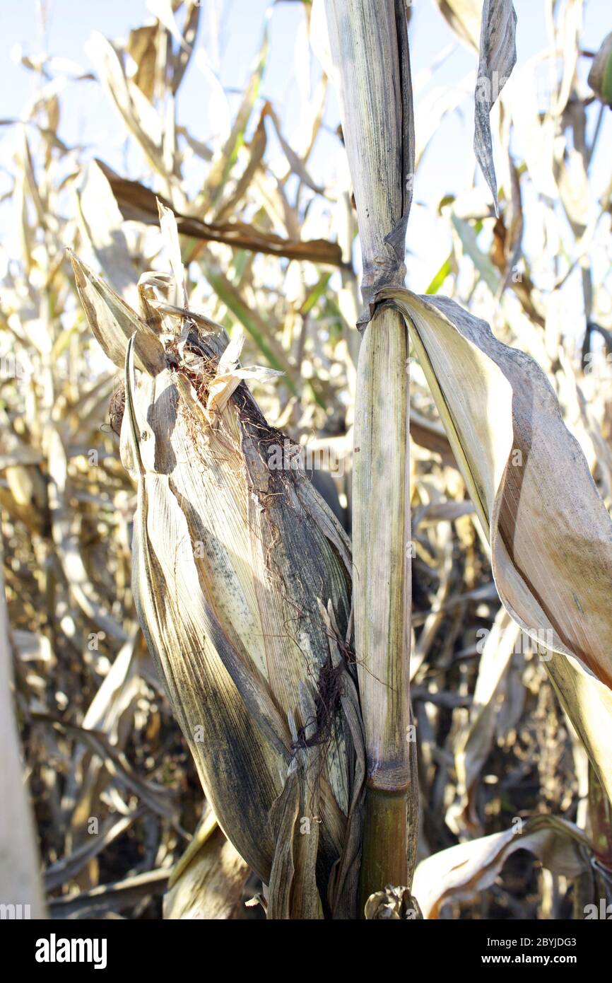 Corn Stalk High Resolution Stock Photography and Images - Alamy