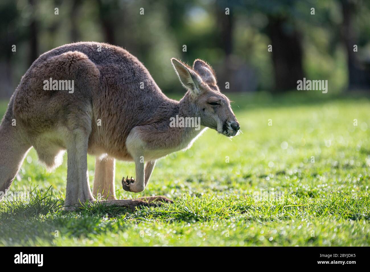 Close-Up Side Profile of Eastern Grey Kangaroo on grass Stock Photo - Alamy