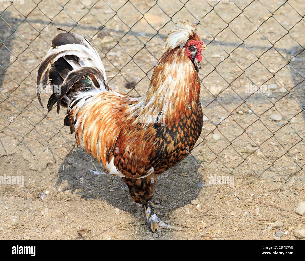 Pavlovskaya hi-res stock photography and images - Alamy