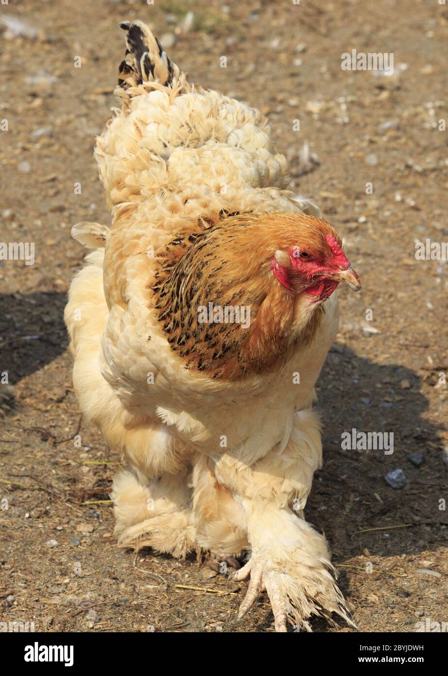 Cochin chicken hi-res stock photography and images - Alamy