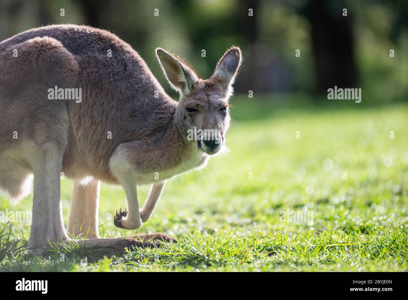 Close-Up of Side Profile of Eastern Grey Kangaroo on grass Stock Photo ...