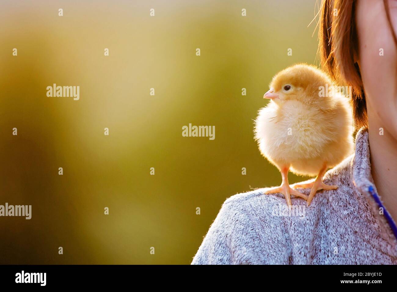 Boy with chicks hi-res stock photography and images - Alamy