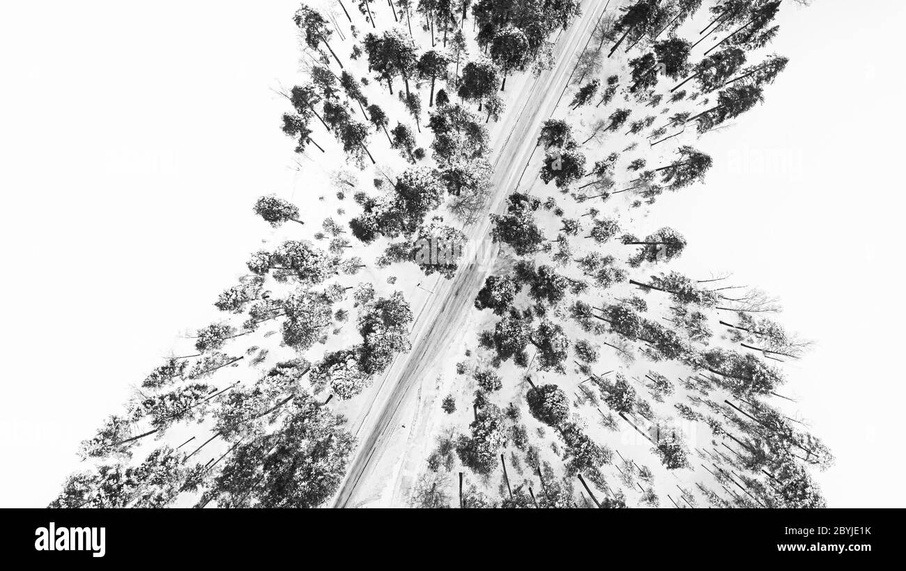 Aerial pine tree Black and White Stock Photos & Images - Alamy