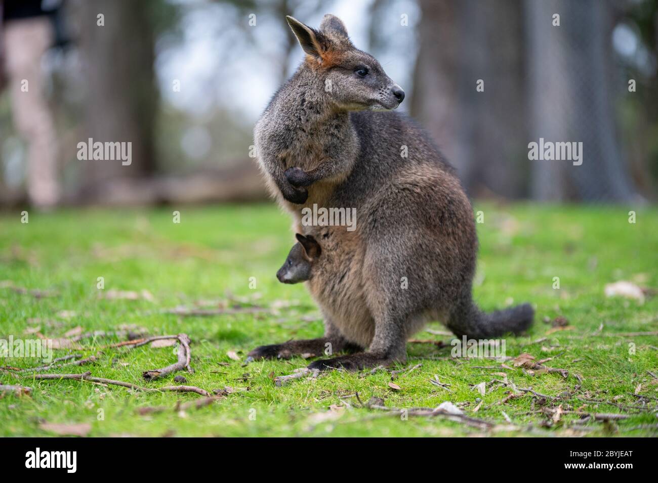 Swamp Wallaby (Black Wallaby) with Baby Joey in its pouch Stock Photo ...