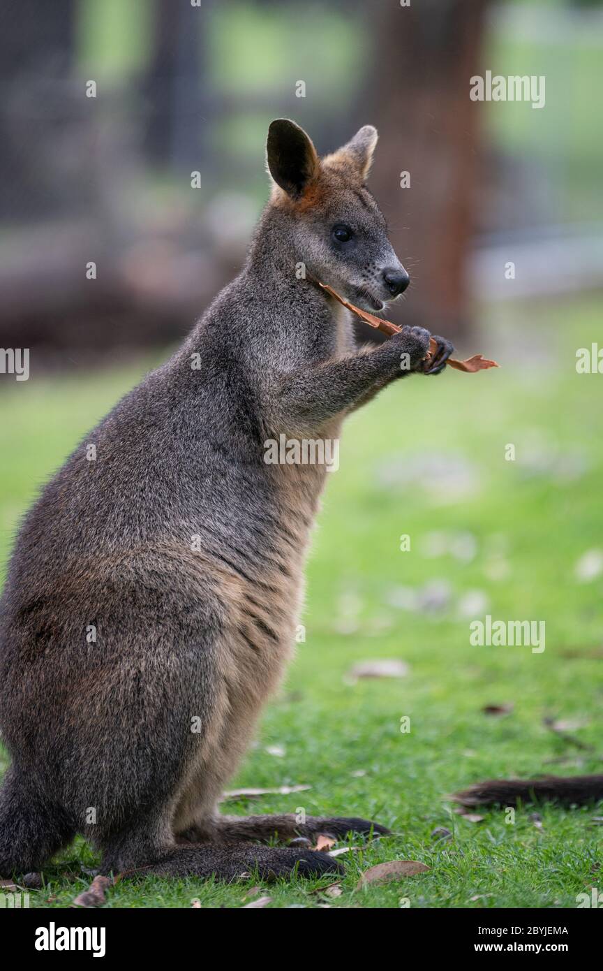 Swamp wallaby eating hi-res stock photography and images - Alamy