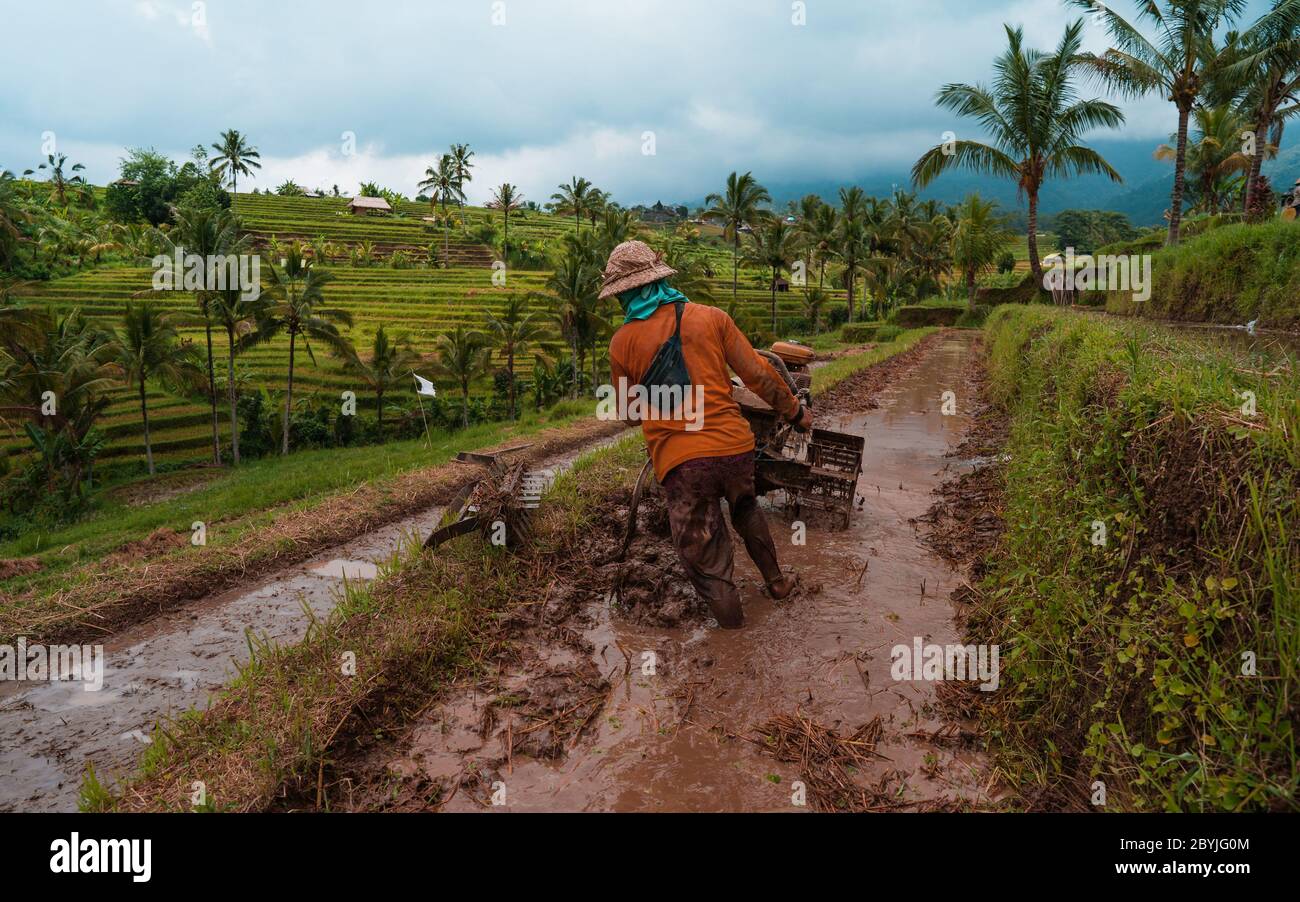 A young guy works in a rice field on agricultural machinery. Farmer on ...