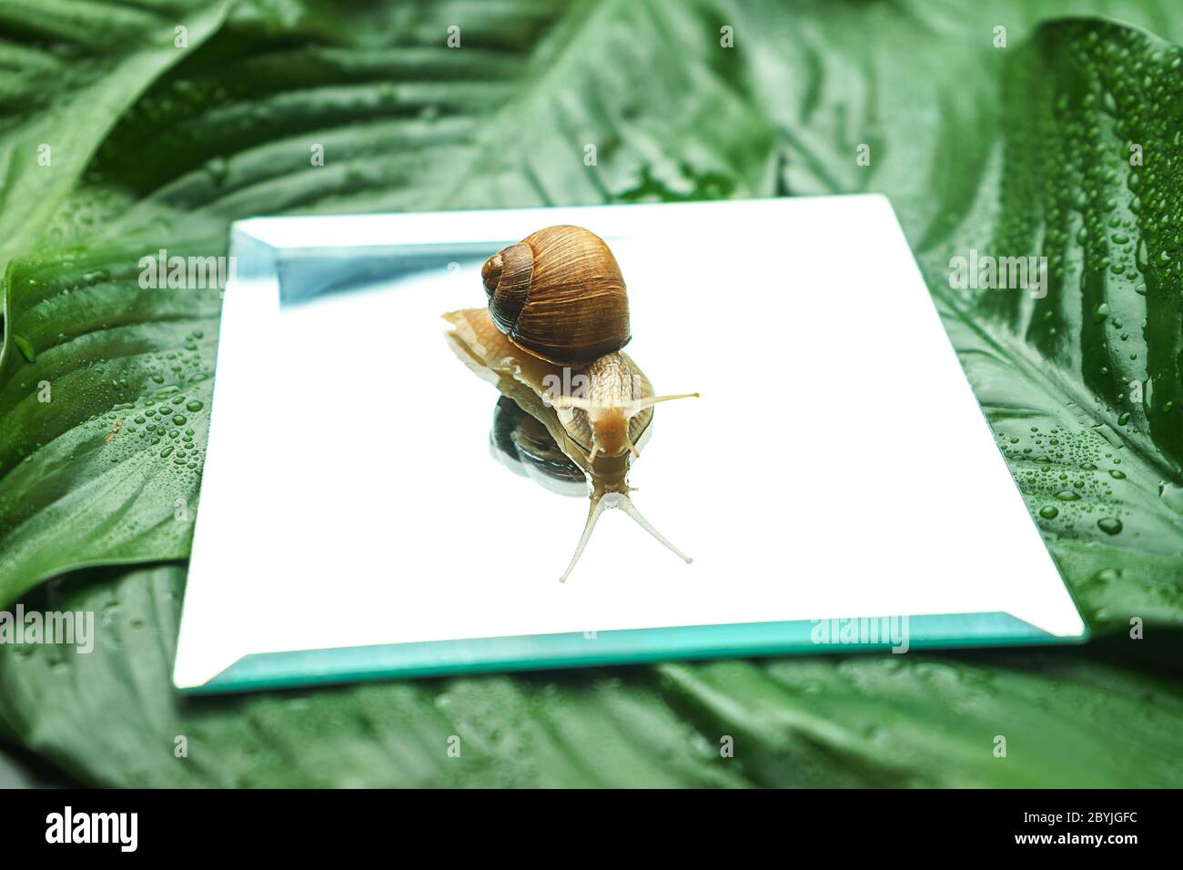Beauty concept made of snail with reflection on mirror and green leaves ...