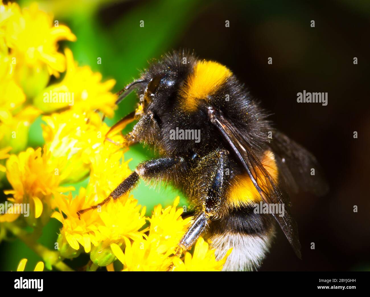 Fluffy bumblebee hi-res stock photography and images - Alamy
