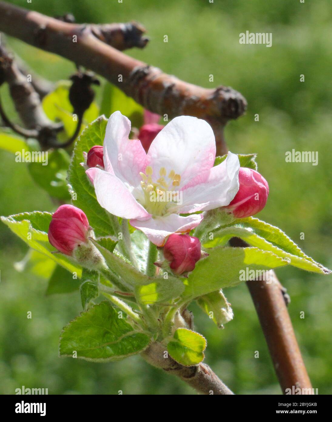 picture of a pink apple blossoms in april Stock Photo - Alamy