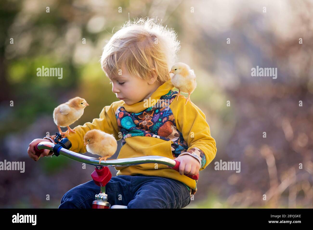 Sweet cute blond child, toddler boy, riding tricycle with little chicks ...