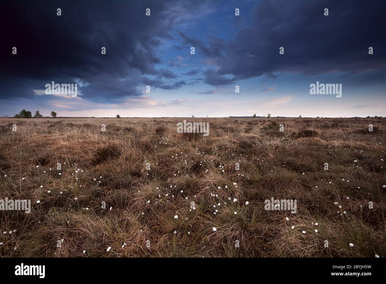 Marsh grass, storm hi-res stock photography and images - Alamy